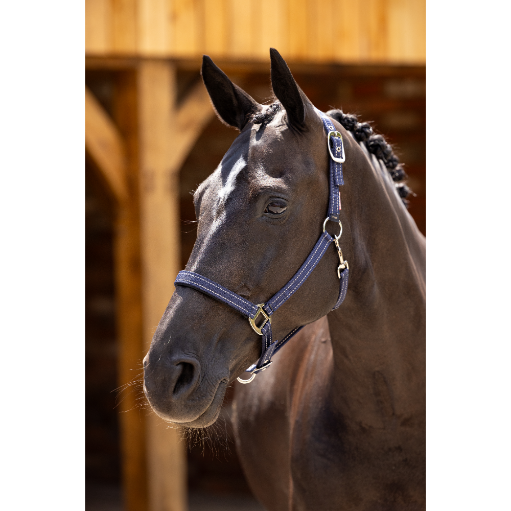 LeMieux Essential Yard Headcollar Navy – First Choice Horse Supplies